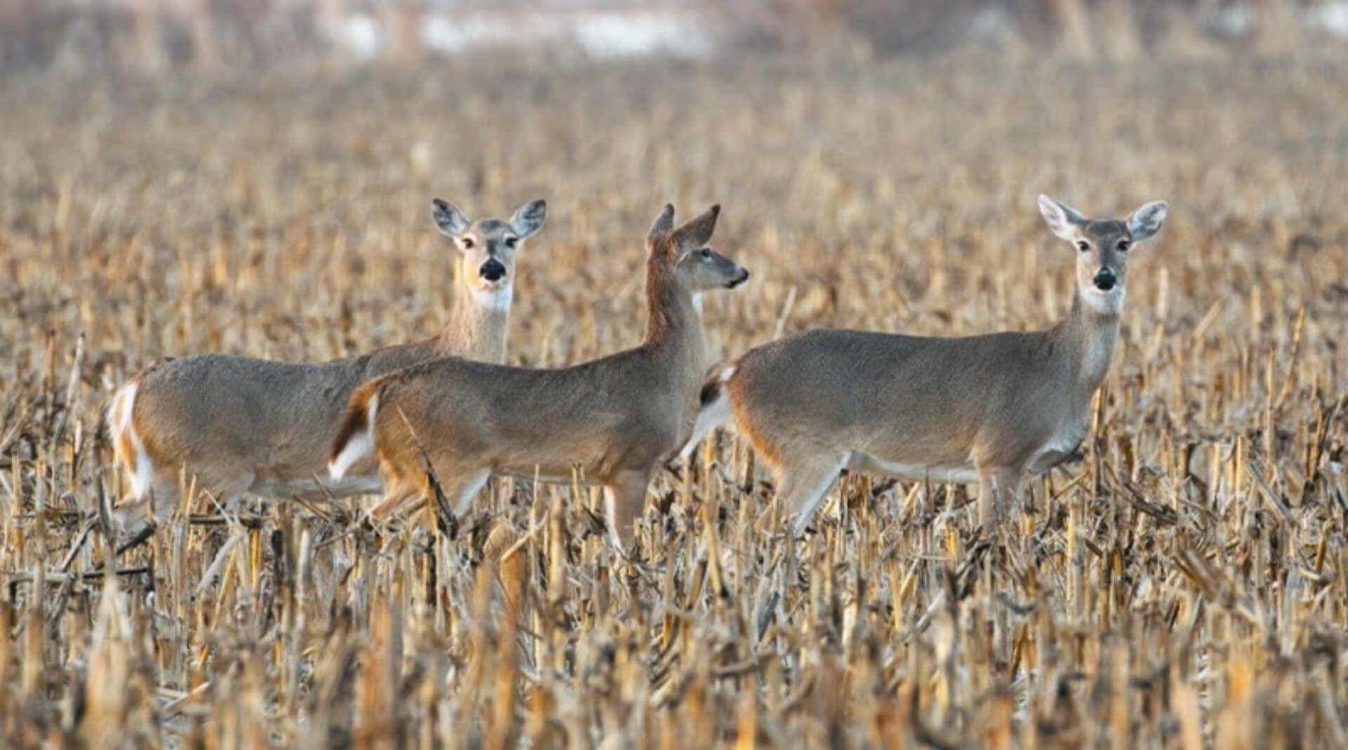 Wildlife Damage | Human Dimensions of Natural Resources | Nebraska